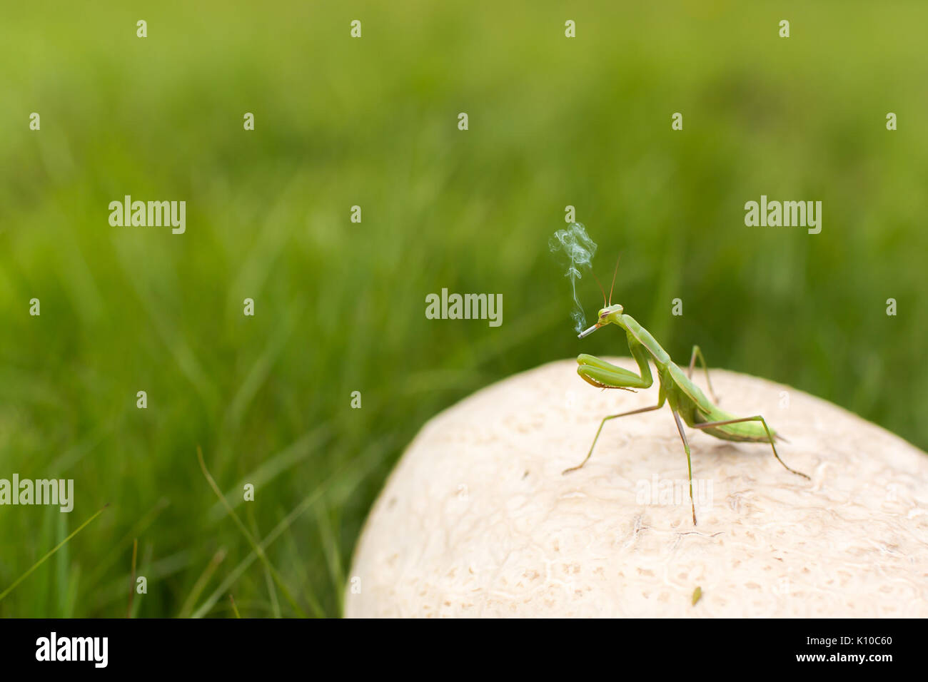 Animal insect smoking funny (23959035659 Stock Photo - Alamy