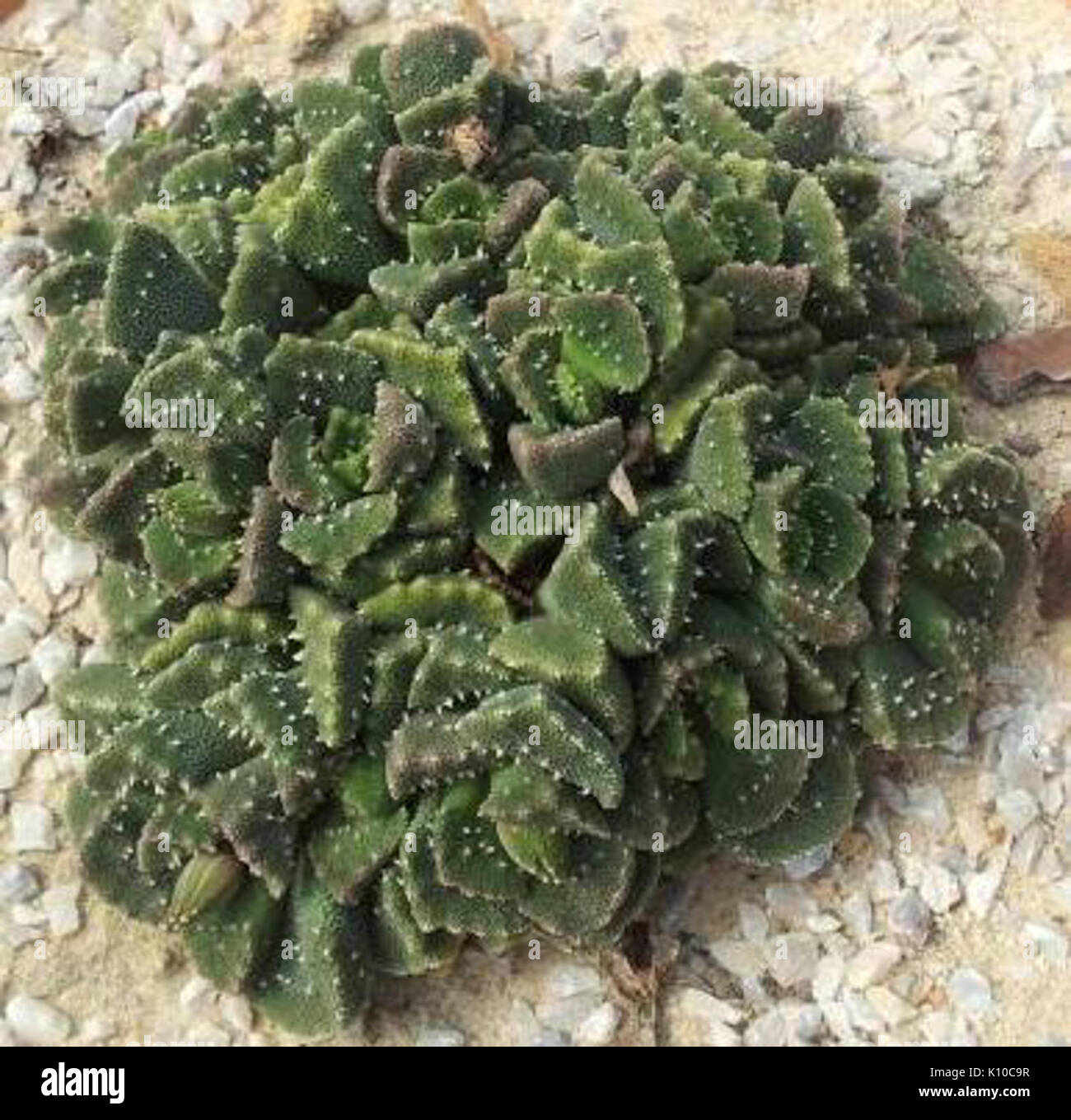 Setifera High Resolution Stock Photography and Images - Alamy