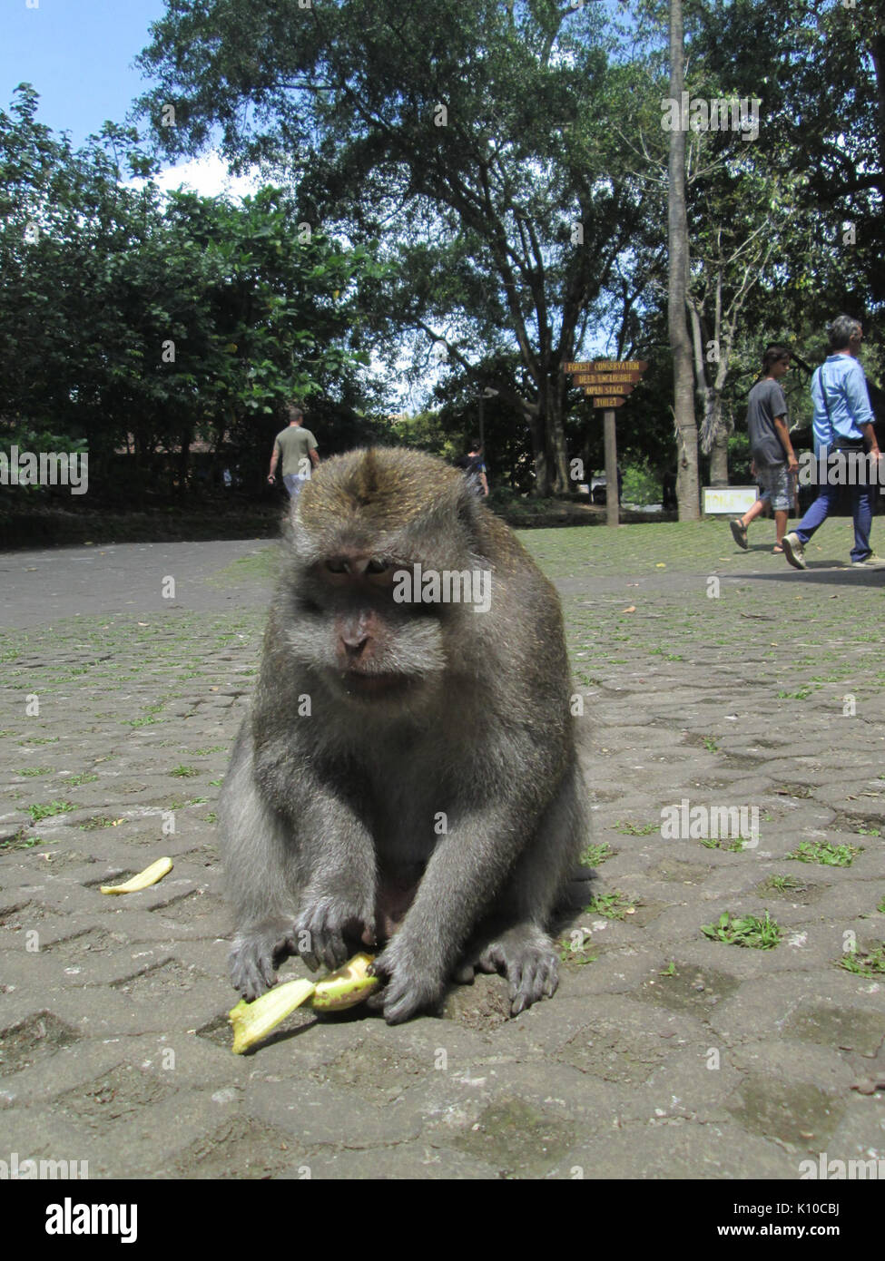 Alpha male macaque Stock Photo - Alamy