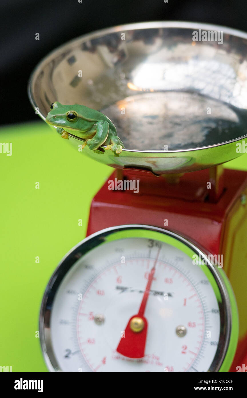 A Fea's Flying Tree Frog sits on a scale during the annual weigh-in at ...