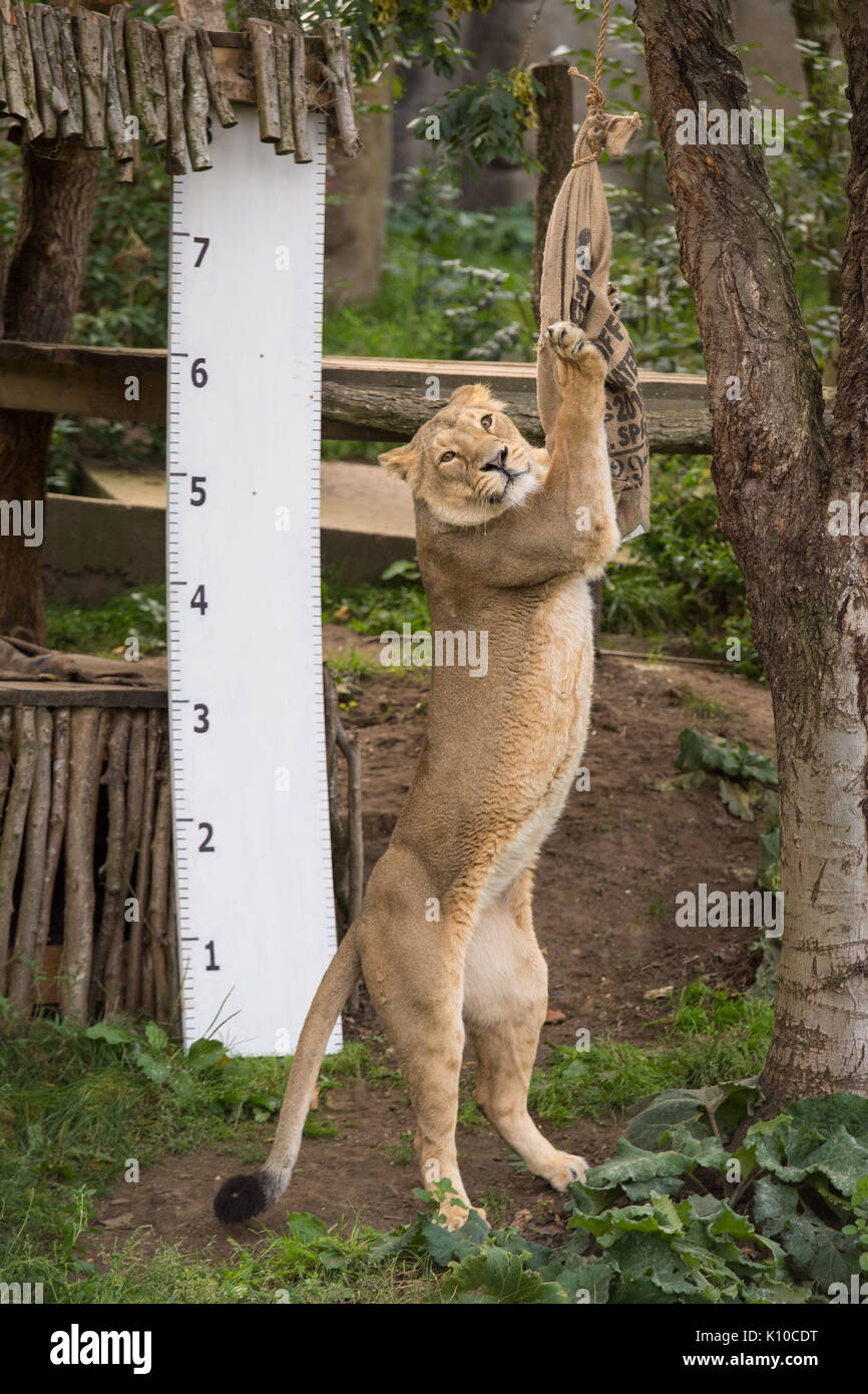 Heidi, an Asiatic Lion, rears up alongside a giant ruler during the ...