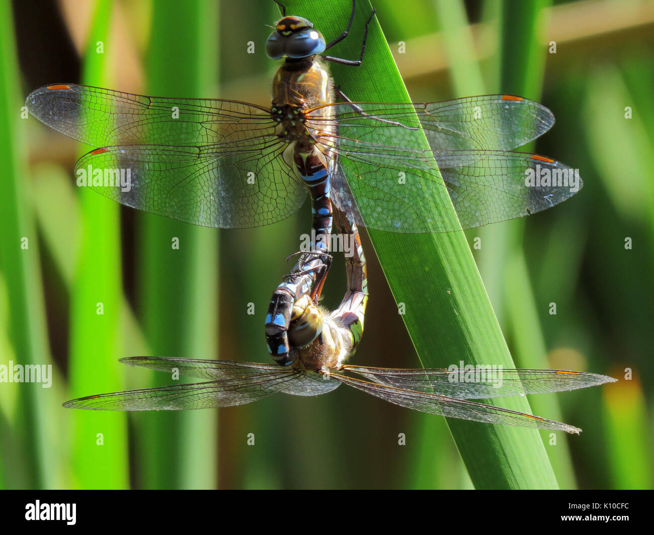 Aeshna juncea illustration hi-res stock photography and images - Alamy