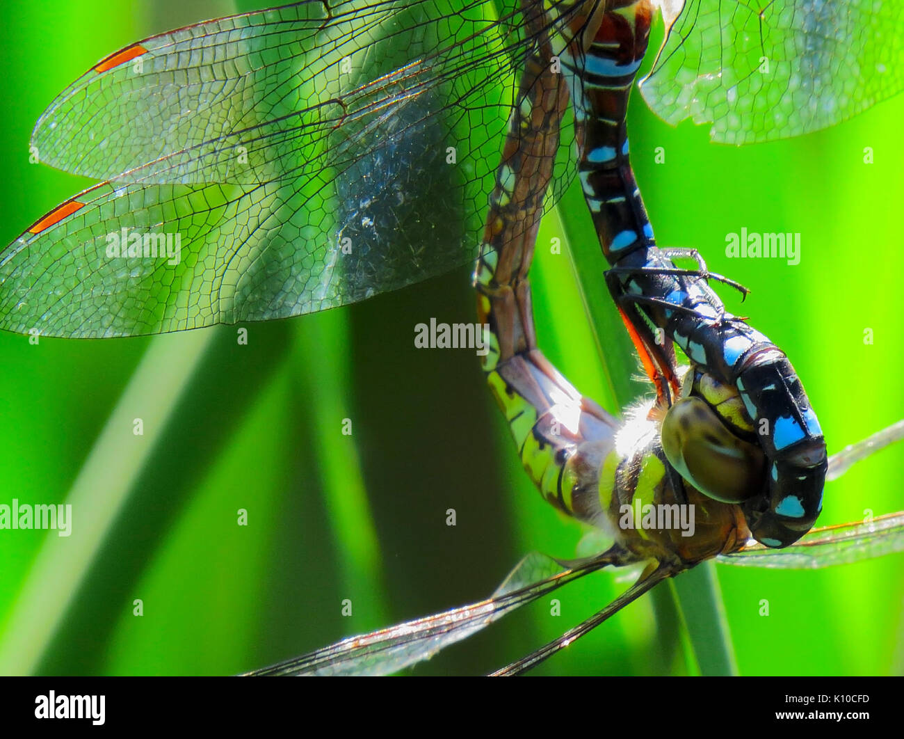 Aeshna juncea illustration hi-res stock photography and images - Alamy