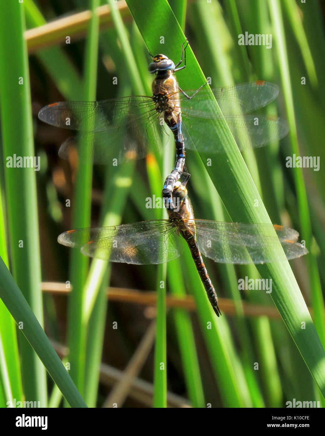 Aeshna juncea illustration hi-res stock photography and images - Alamy