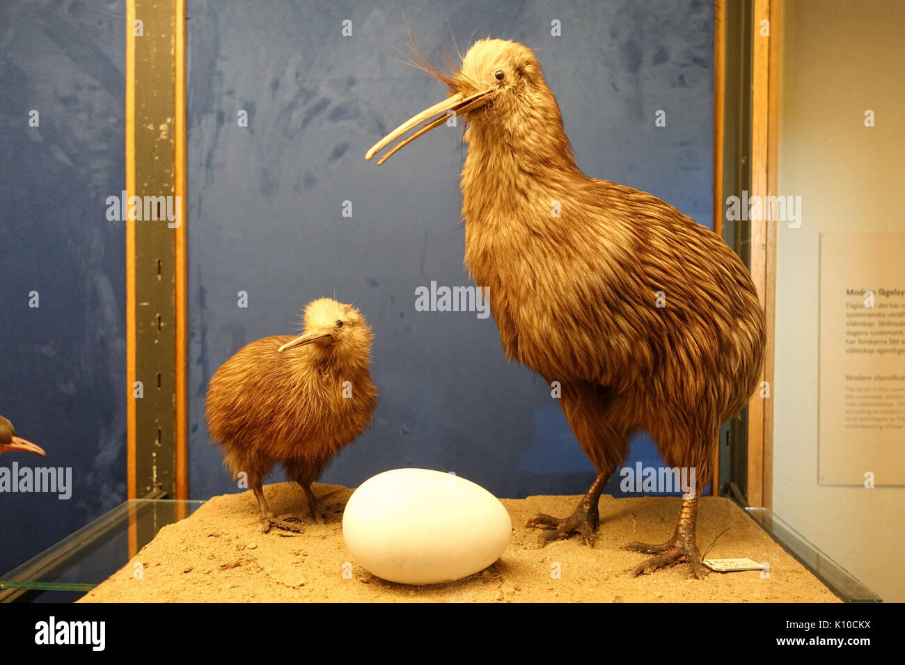 Apteryx Australis High Resolution Stock Photography and Images - Alamy