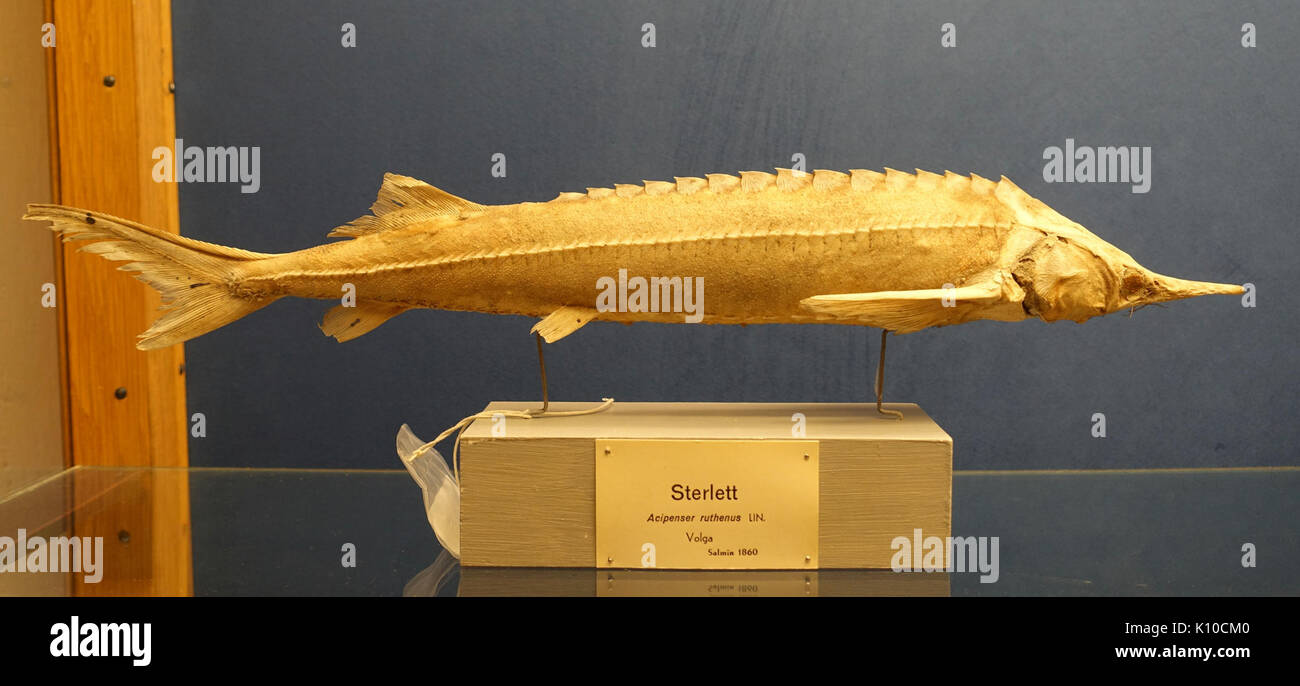 Acipenser ruthenus hi-res stock photography and images - Alamy