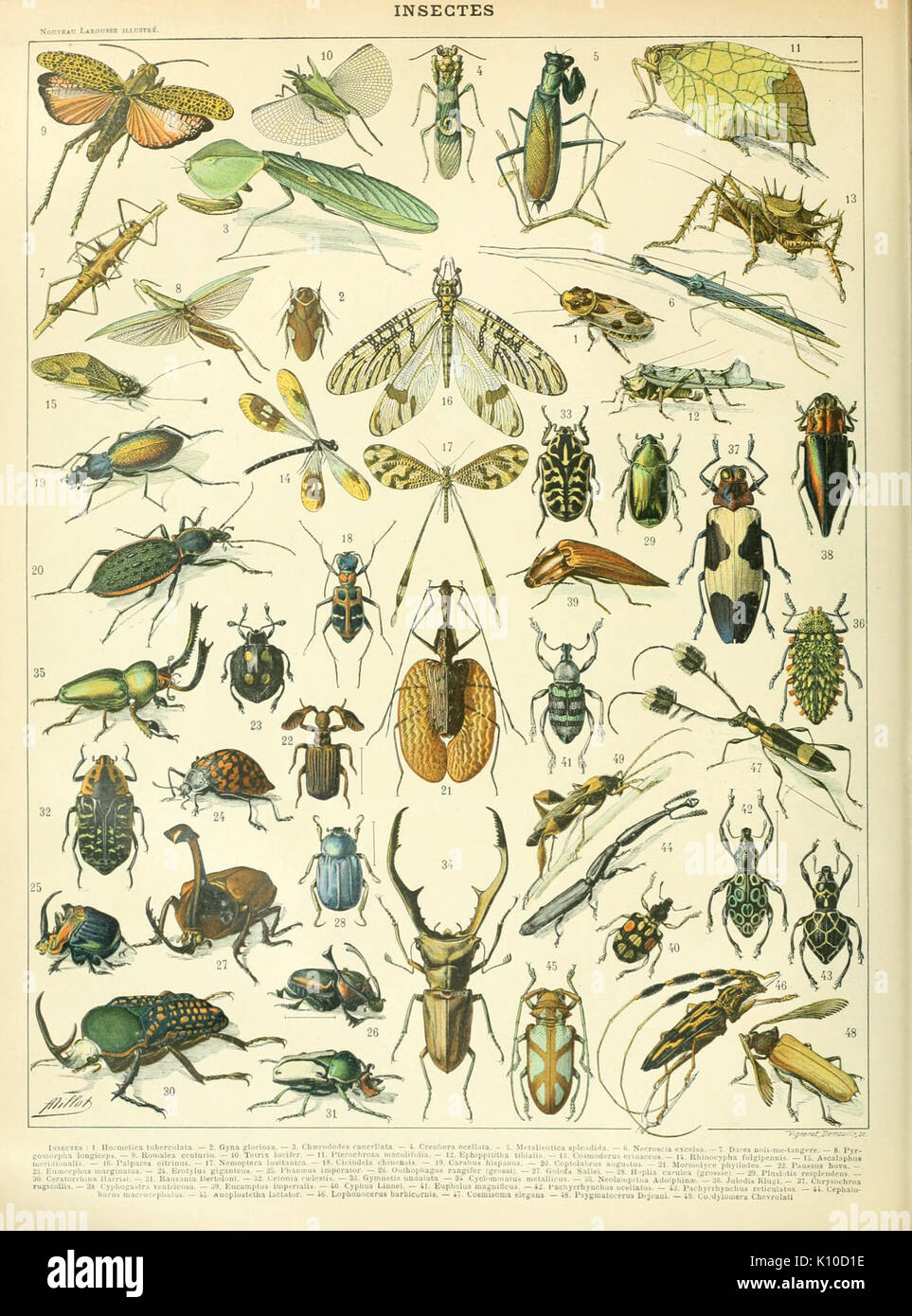Adolphe Millot insectes A Stock Photo - Alamy