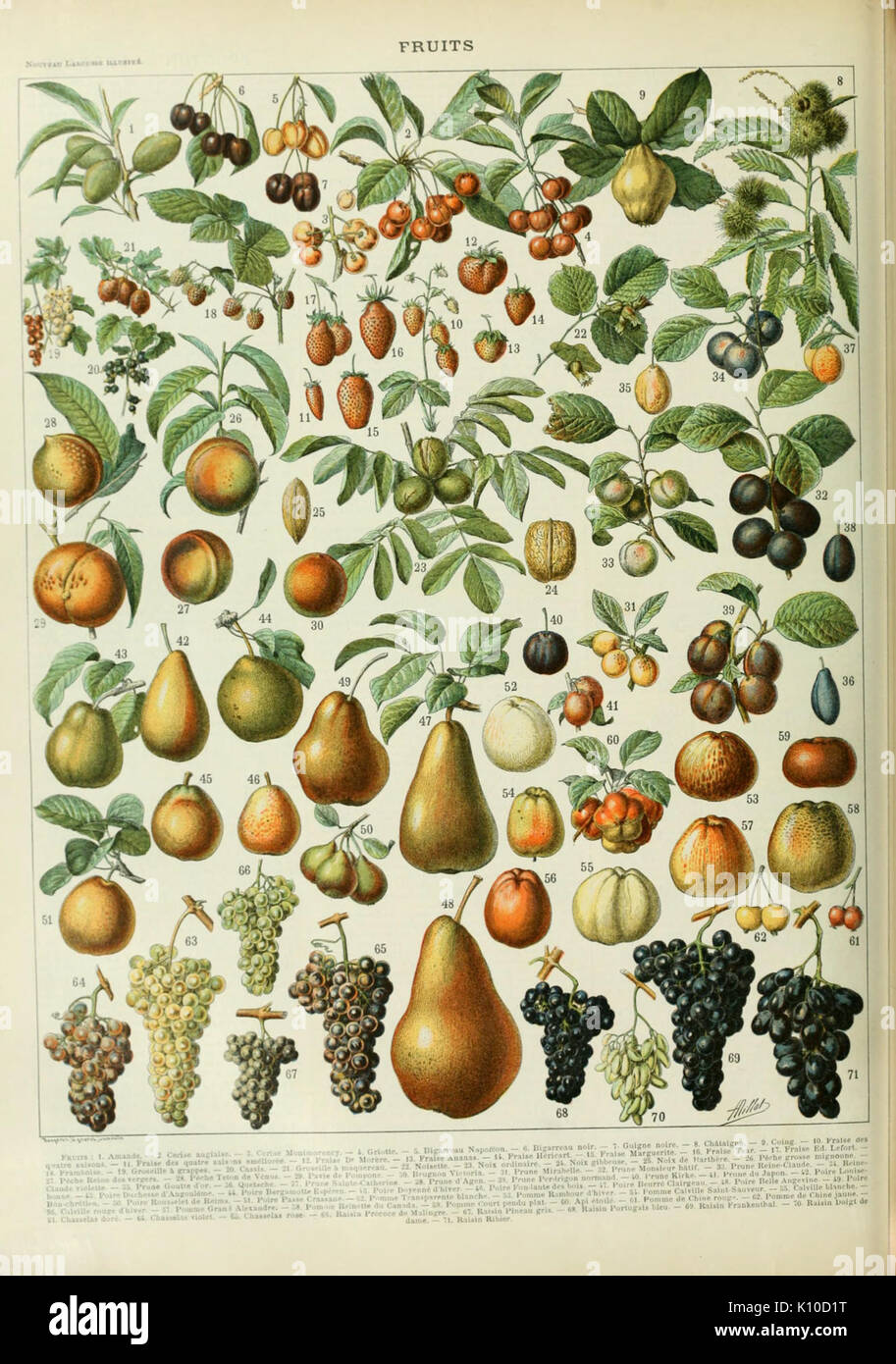 Adolphe Millot fruits A Stock Photo - Alamy