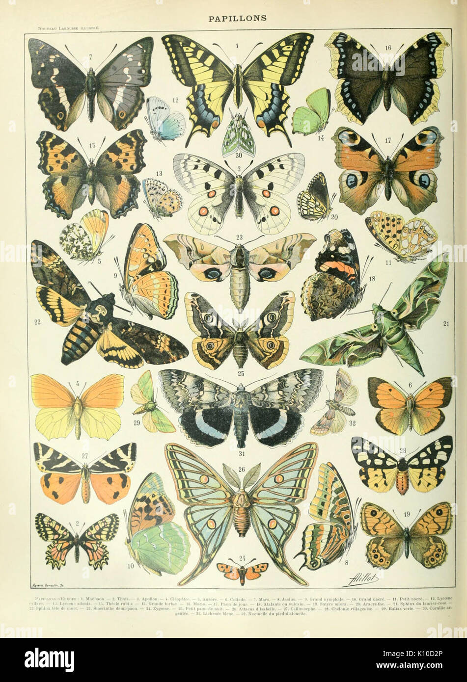 Adolphe millot papillons hi-res stock photography and images - Alamy