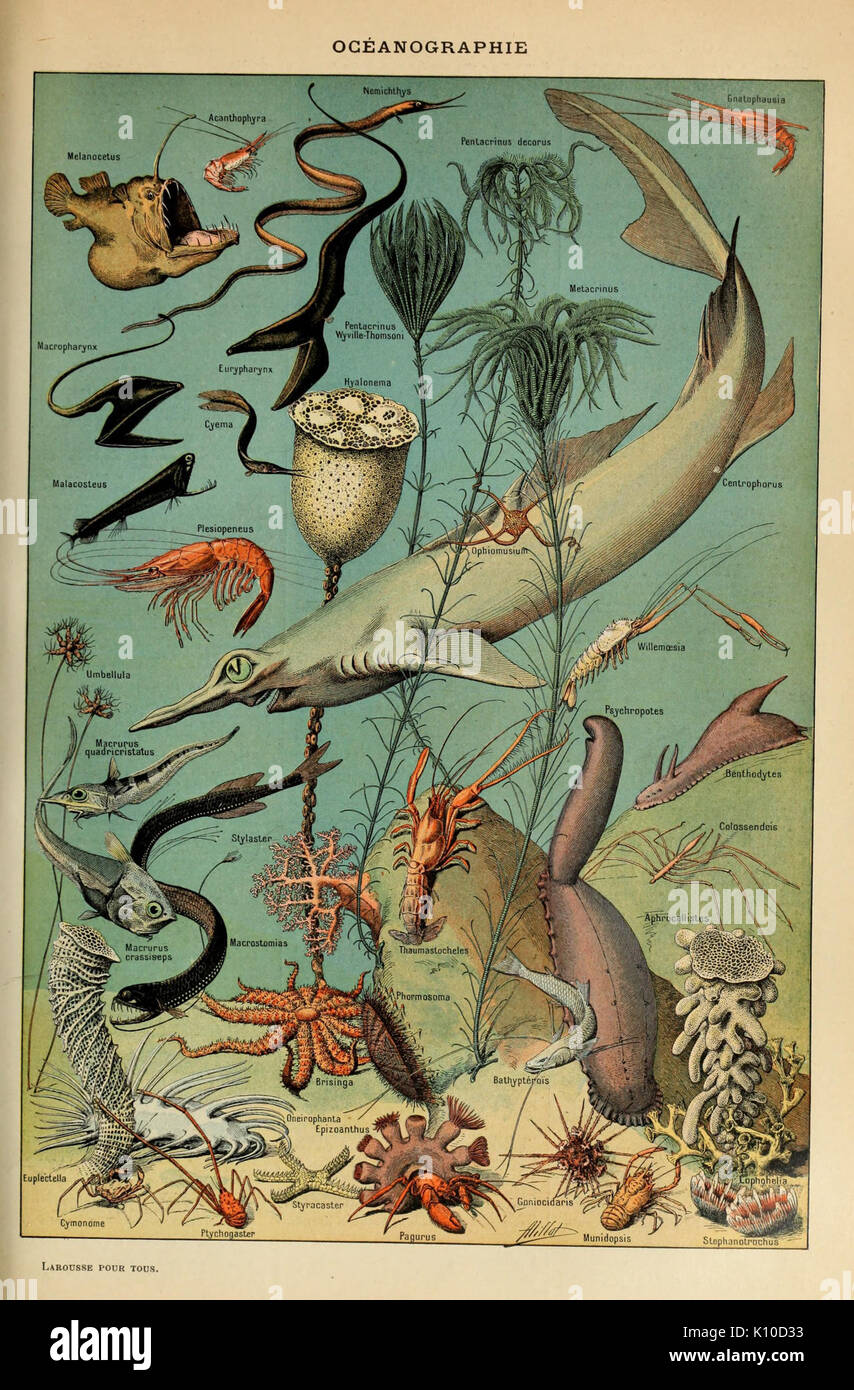 Adolphe Millot oceanographie pour tous Stock Photo - Alamy