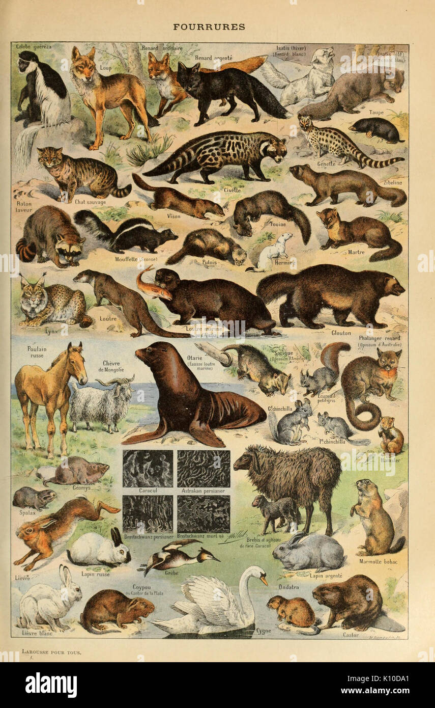 Adolphe millot hi-res stock photography and images - Alamy