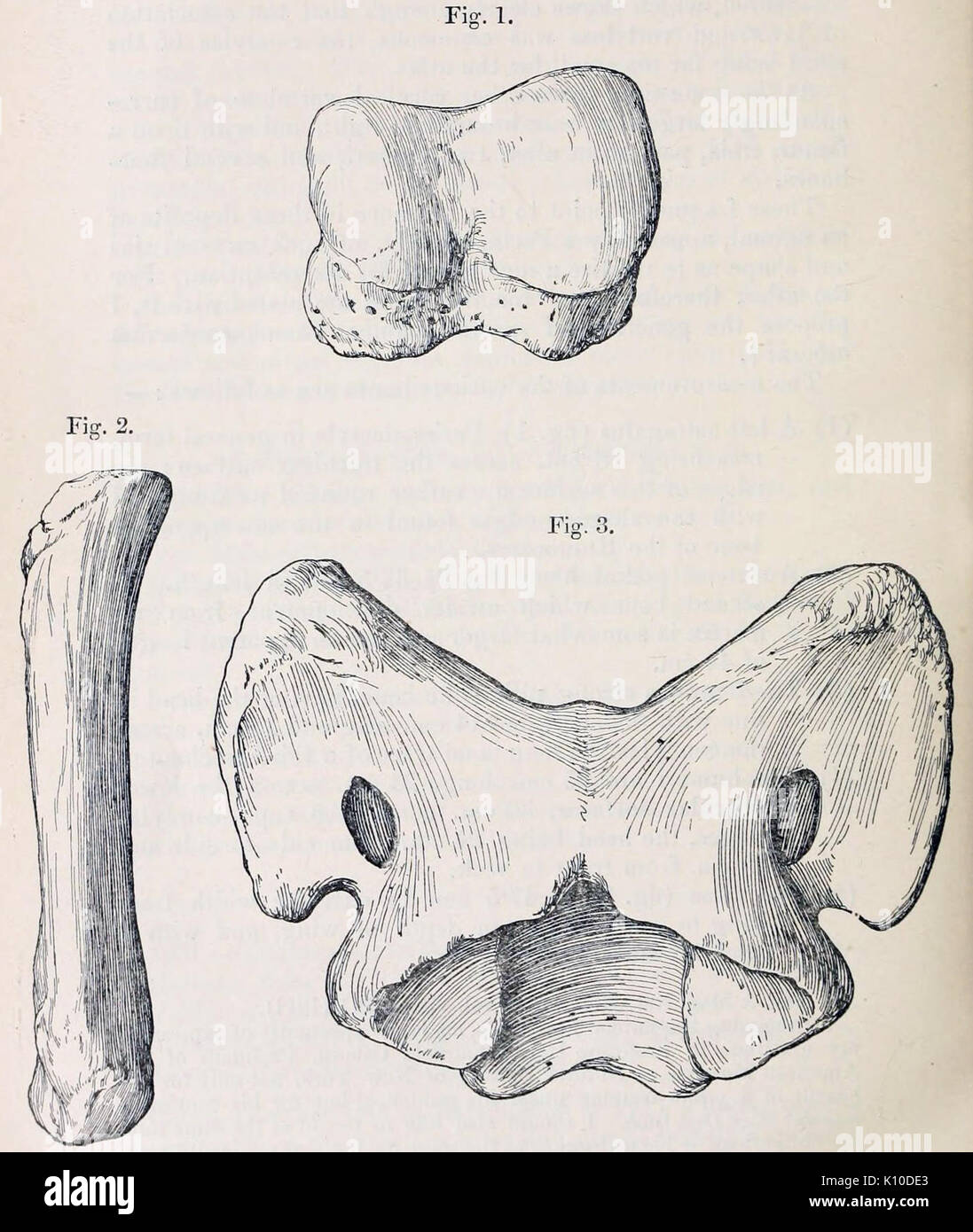 Baluchitherium hi-res stock photography and images - Alamy