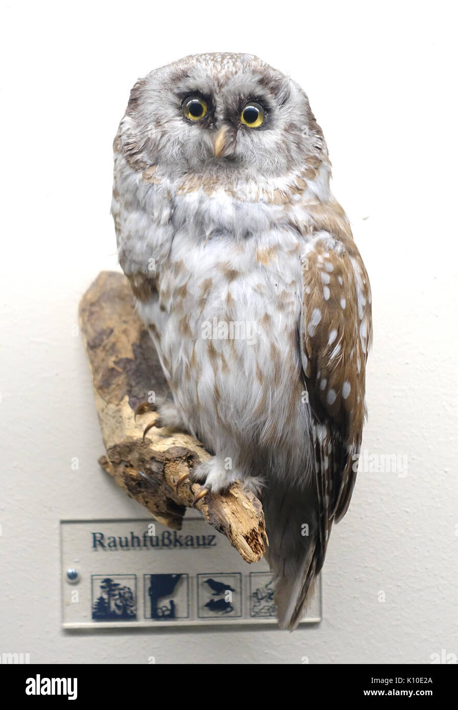 Aegolius funereus drawing hi-res stock photography and images - Alamy