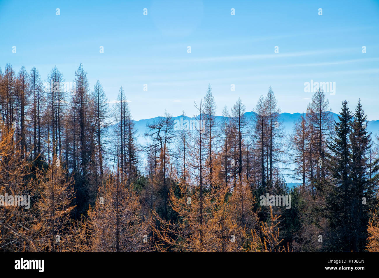 Larch trees in fall colors in Julian Alps Stock Photo - Alamy