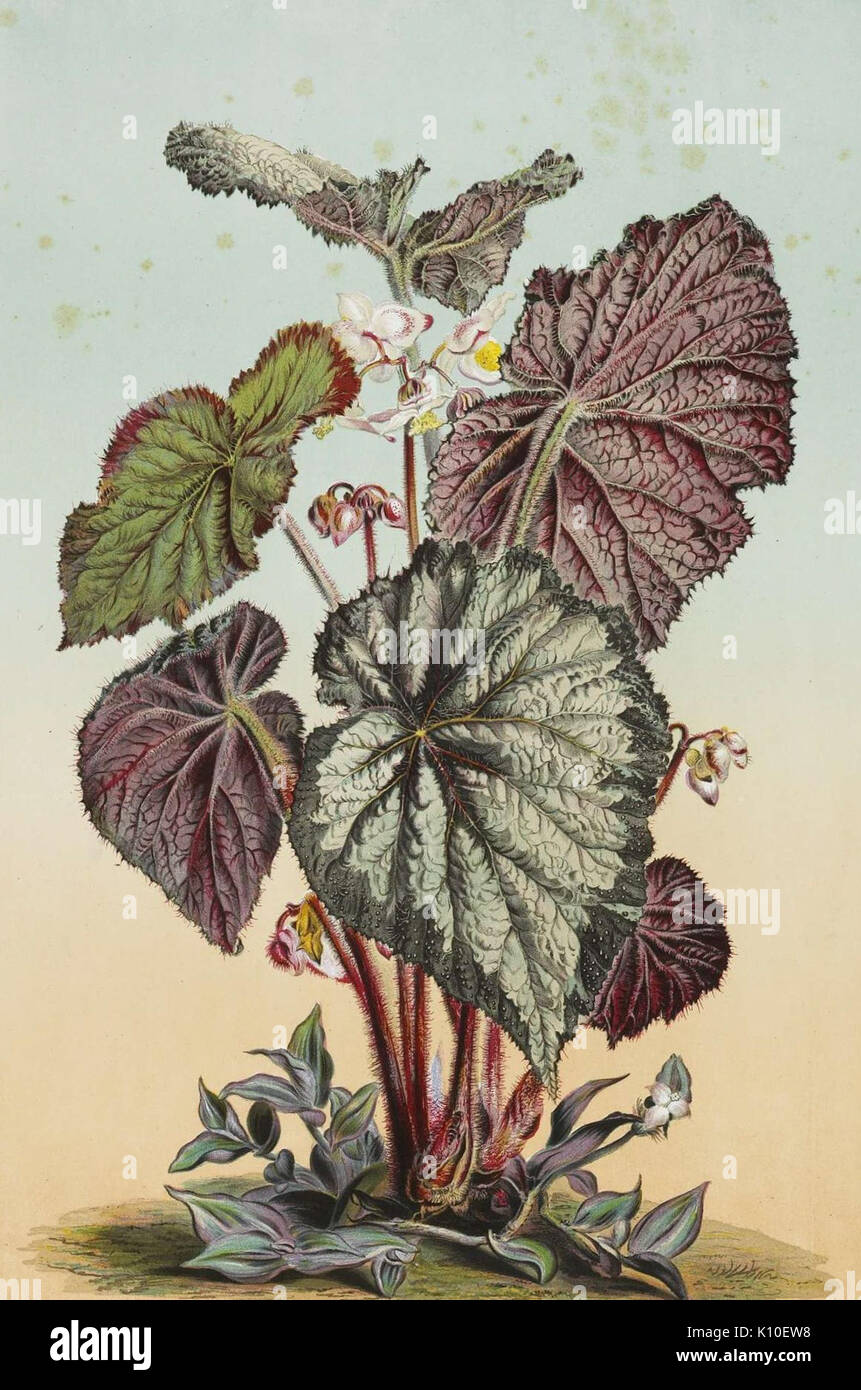 Rex imperator hi-res stock photography and images - Alamy