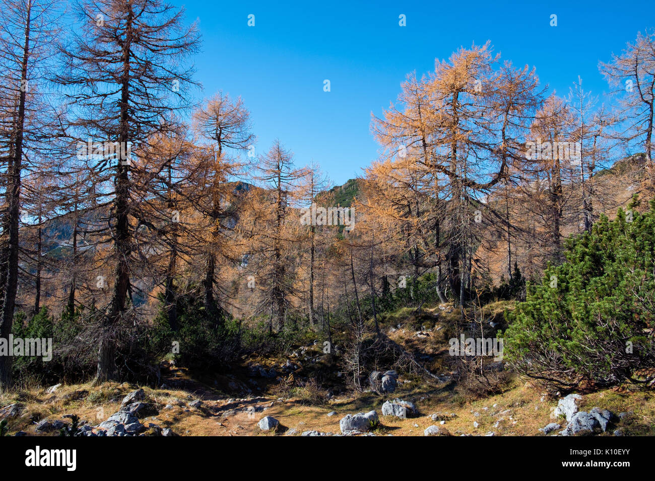 Larch trees in fall colors in Julian Alps Stock Photo - Alamy