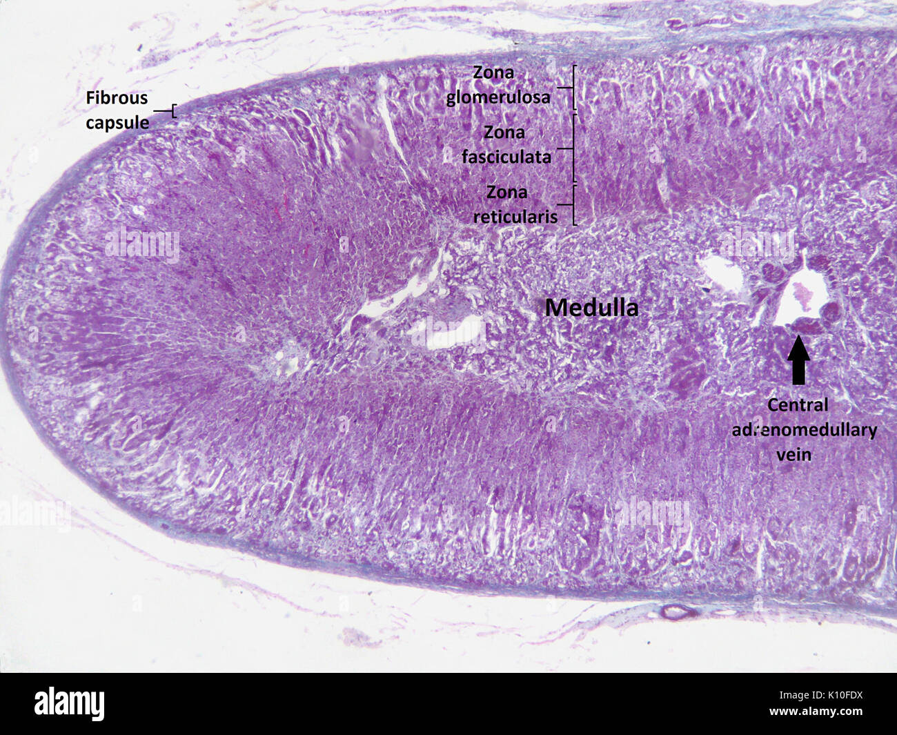 Adrenal cortex labelled Stock Photo - Alamy