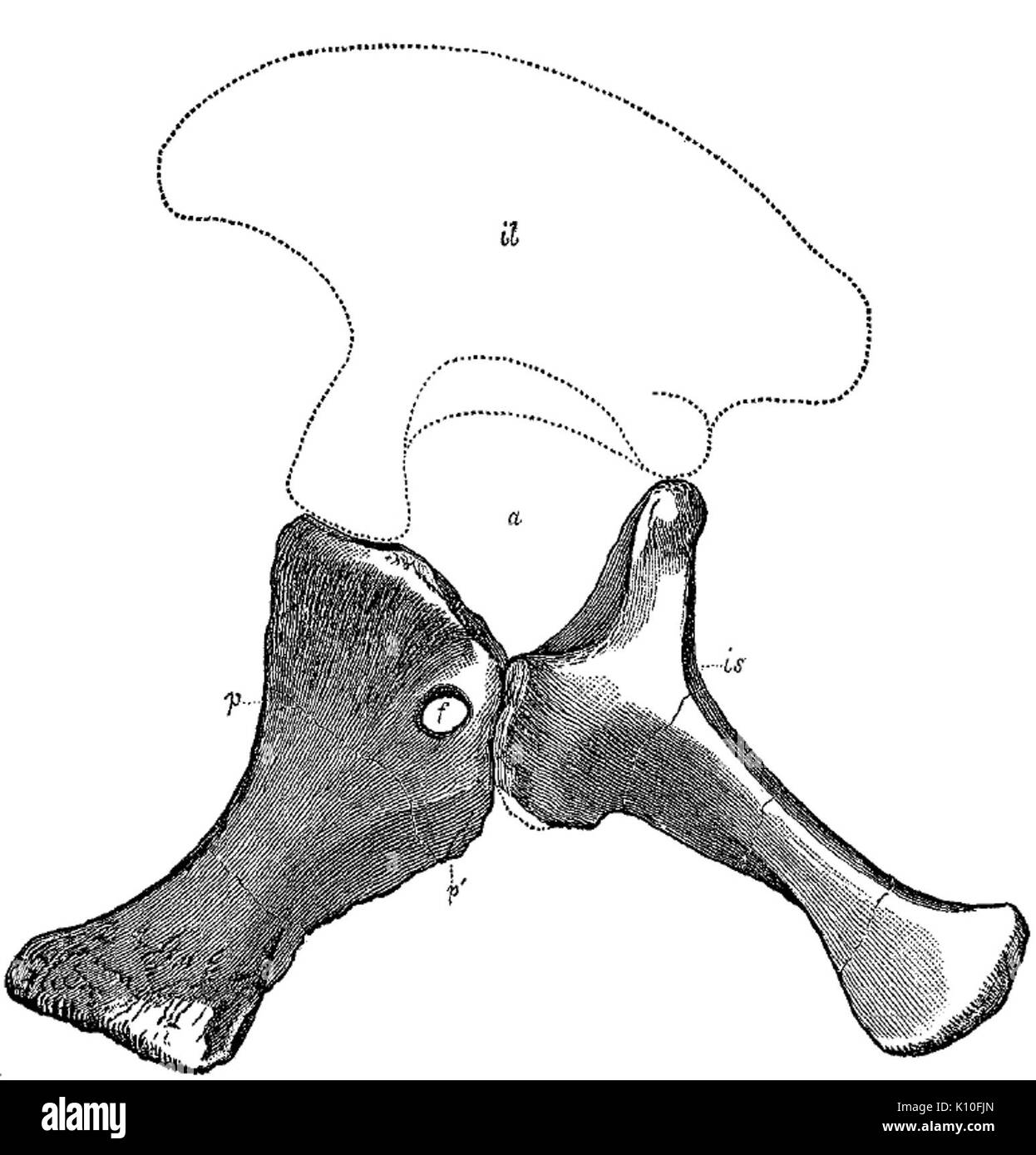 Atlantosaurus immanis pelvis Stock Photo - Alamy