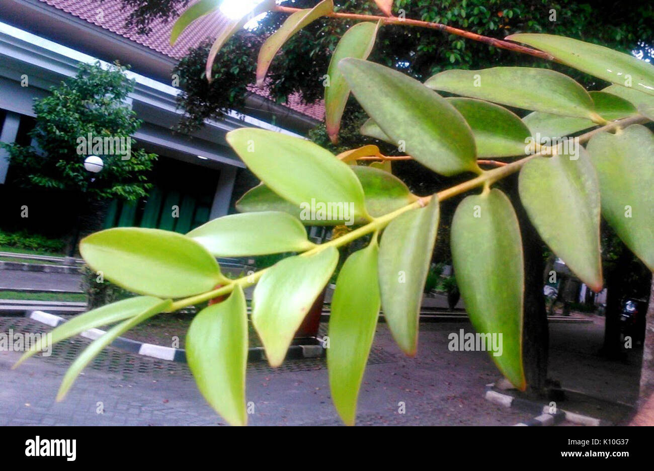 Dammara High Resolution Stock Photography and Images - Alamy