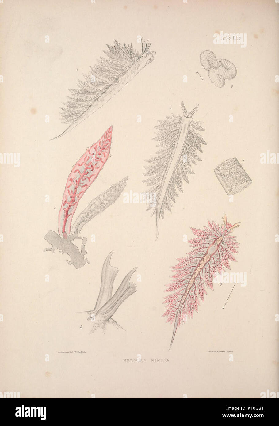 1800s genealogy chart hi-res stock photography and images - Alamy