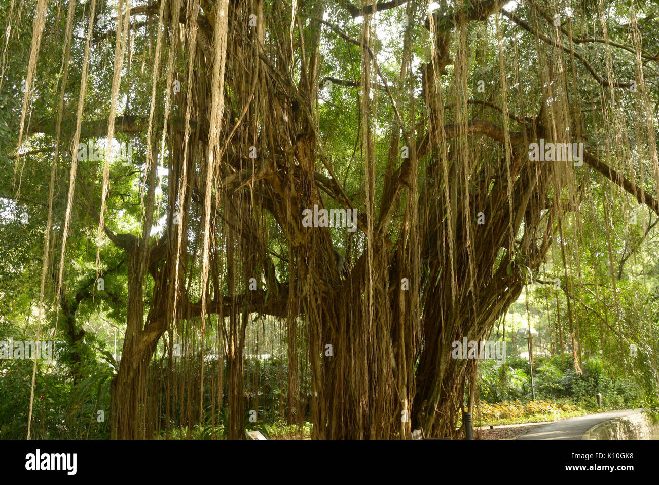 Root functions hi-res stock photography and images - Alamy