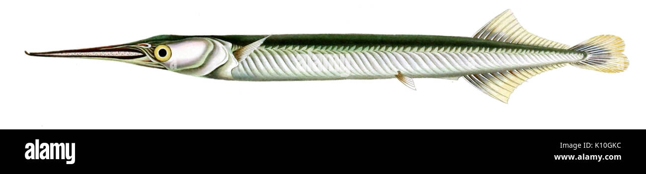 Belone hi-res stock photography and images - Alamy