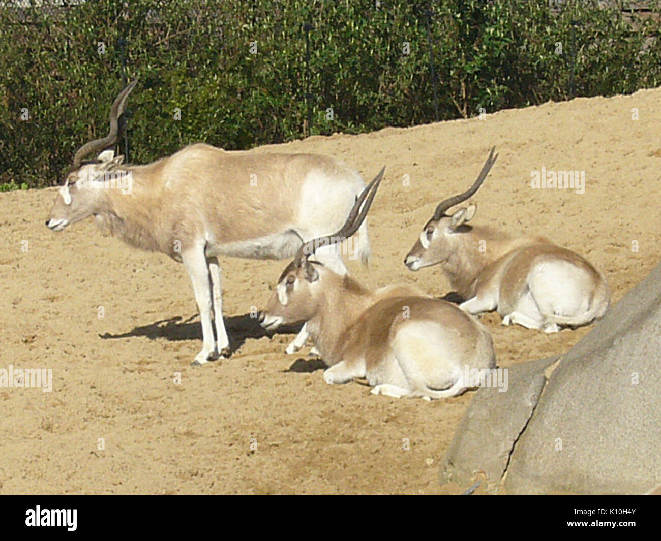 Addax, Zoo de Vincennes Stock Photo - Alamy