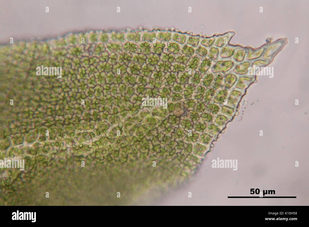 Anomodon attenuatus hi-res stock photography and images - Alamy