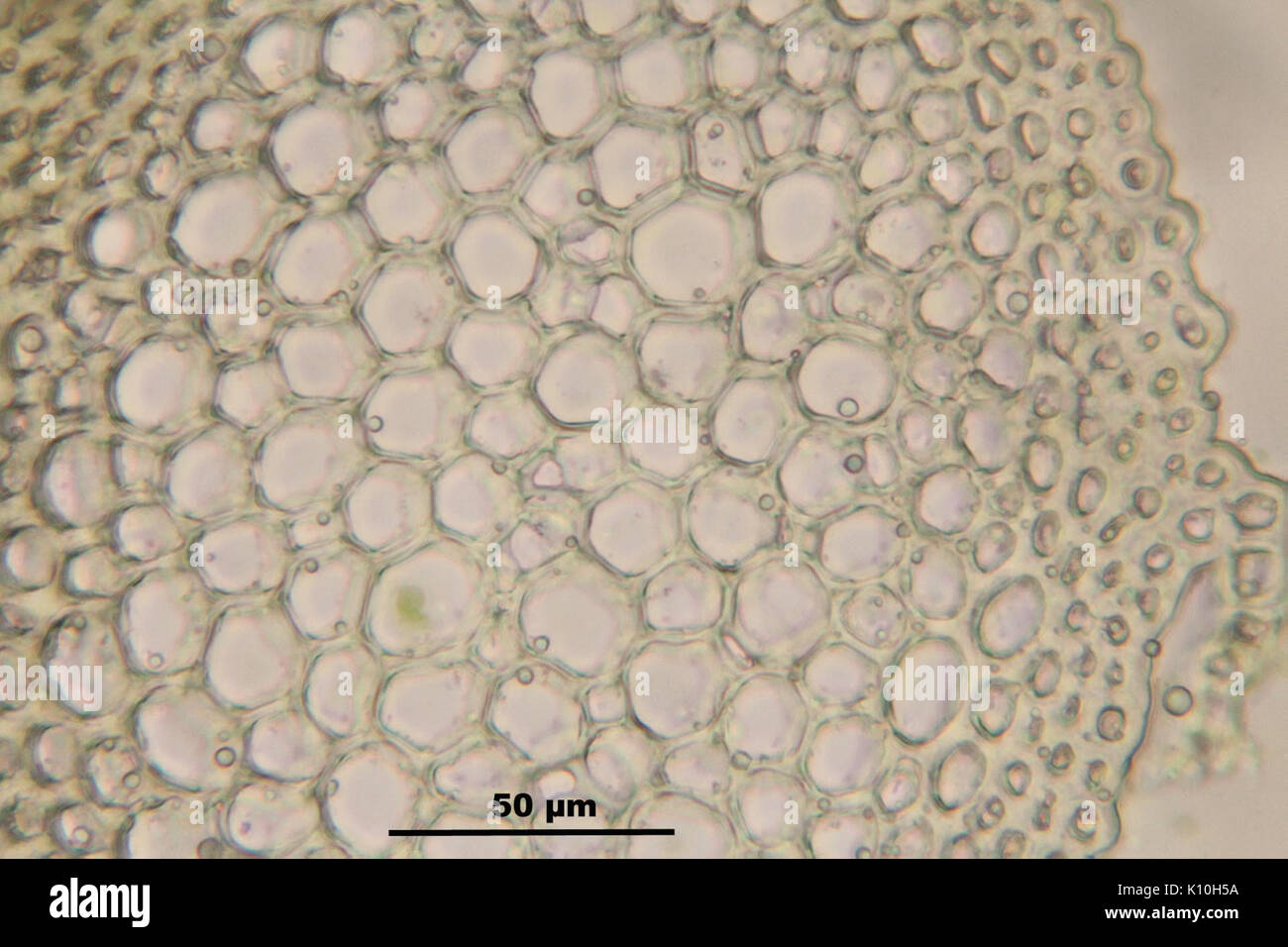 Anomodon attenuatus hi-res stock photography and images - Alamy