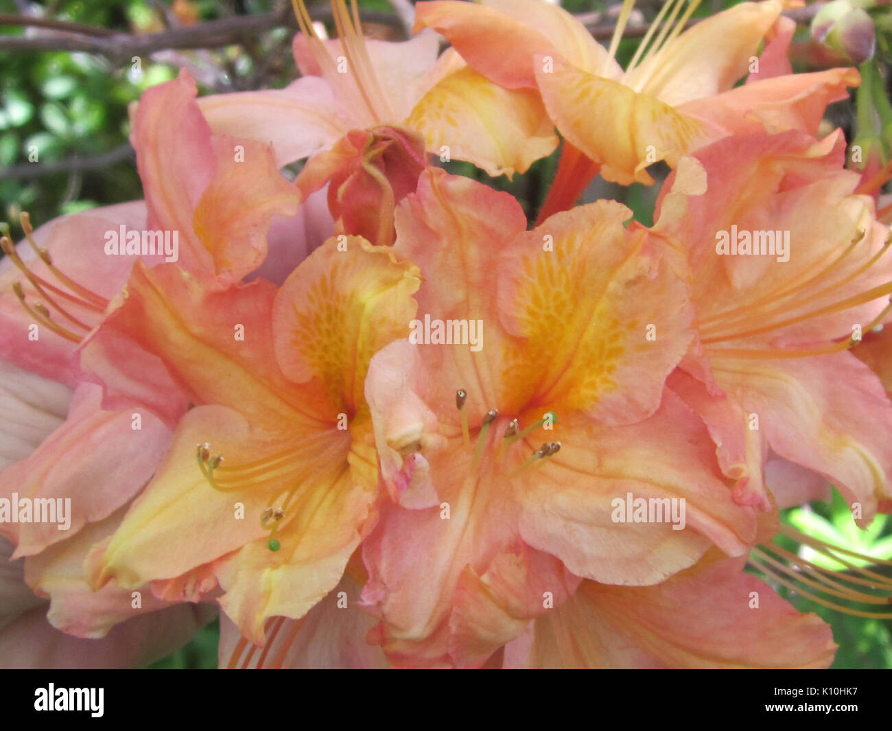 Azalea map hi-res stock photography and images - Alamy