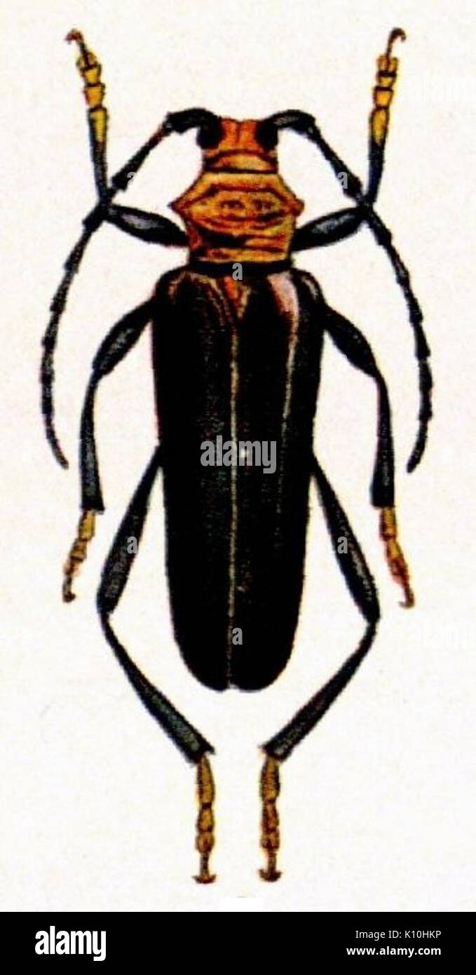 Aphrodisium hi-res stock photography and images - Alamy