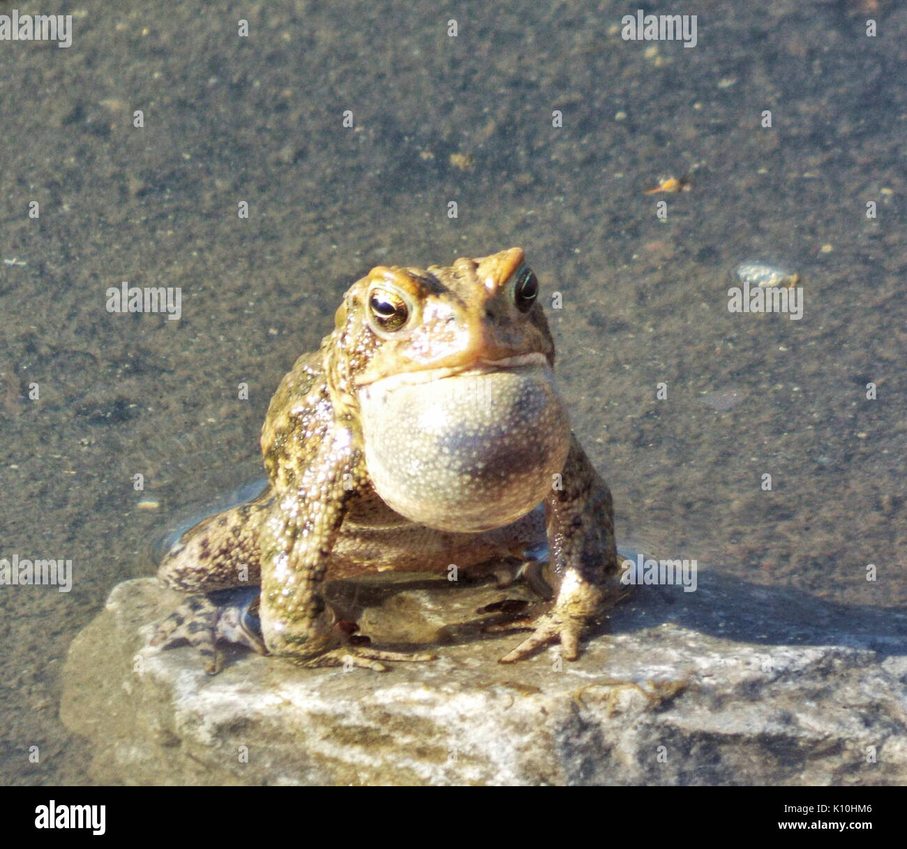 Toad map hi-res stock photography and images - Alamy