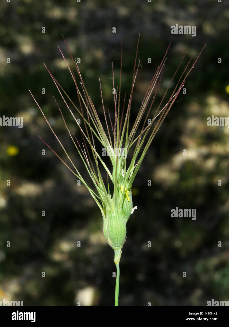 Geniculata hi-res stock photography and images - Alamy
