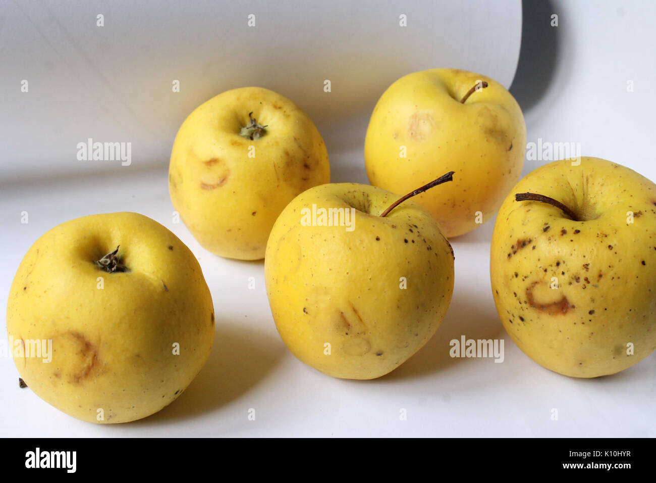 Chlorotic leaves hi-res stock photography and images - Alamy