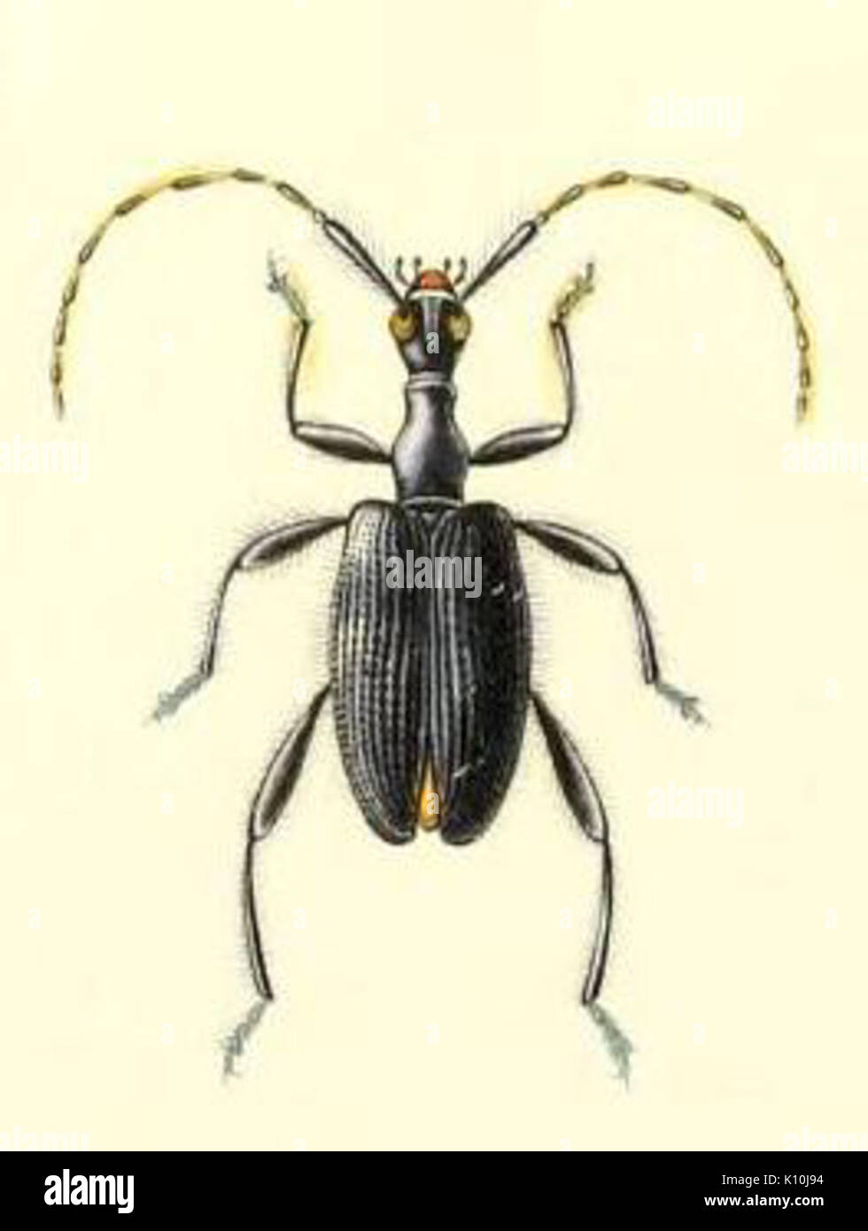 Metallicus hi-res stock photography and images - Alamy