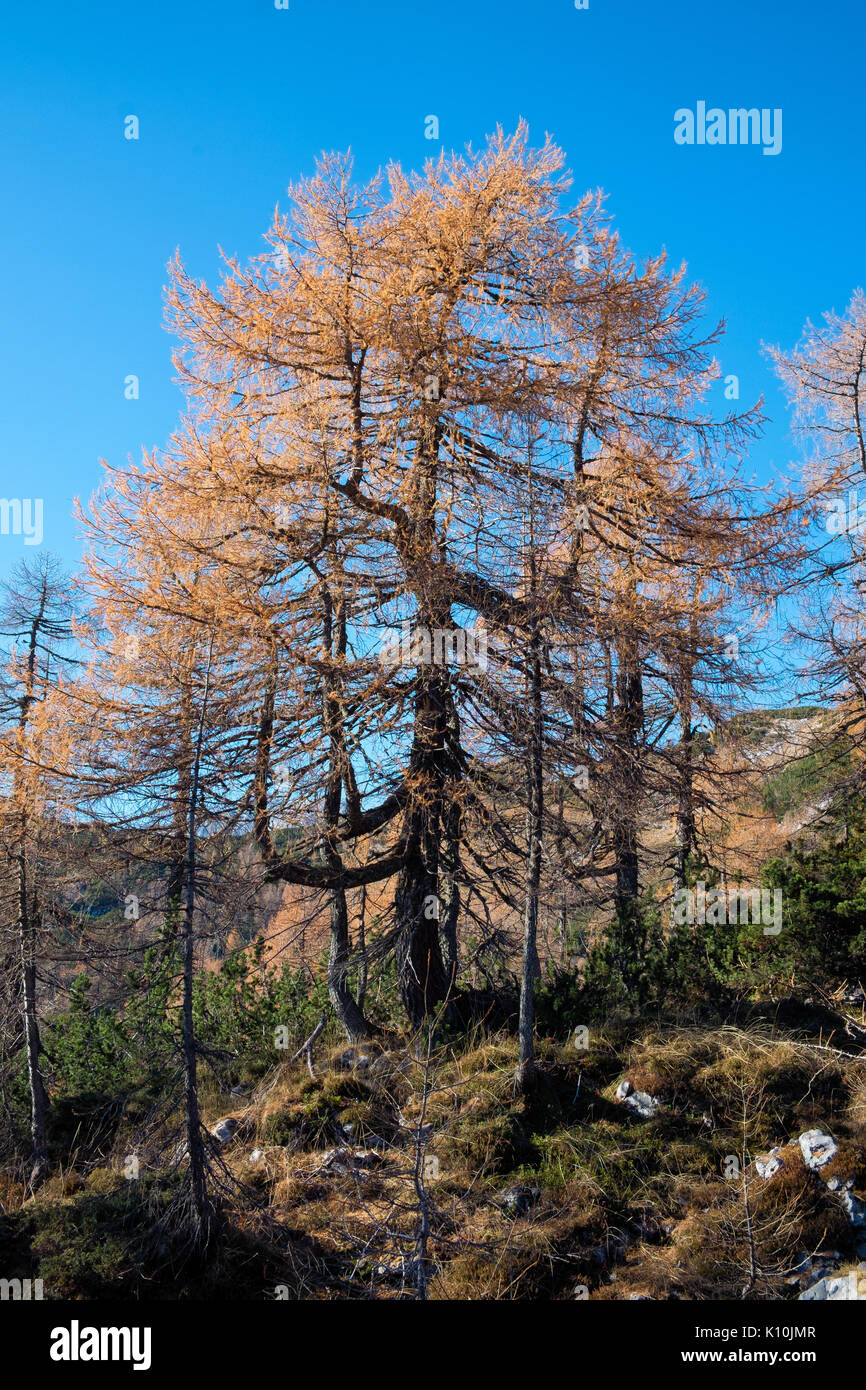 Larch trees in fall colors in Julian Alps Stock Photo - Alamy