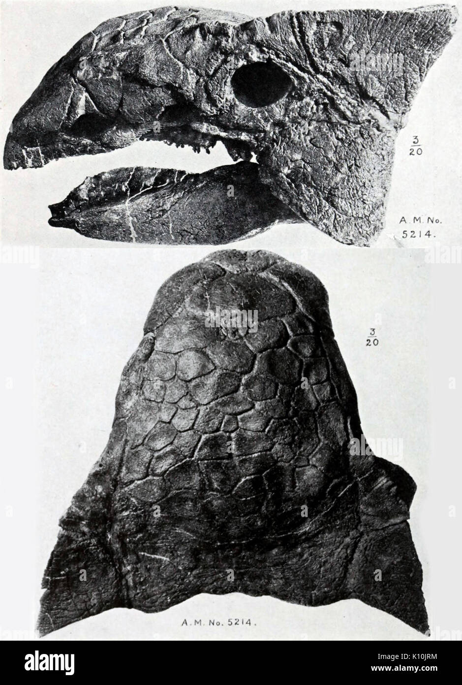 Ankylosaurus Skull