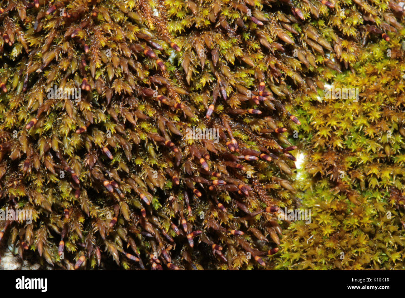 Andreaea rupestris hi-res stock photography and images - Alamy