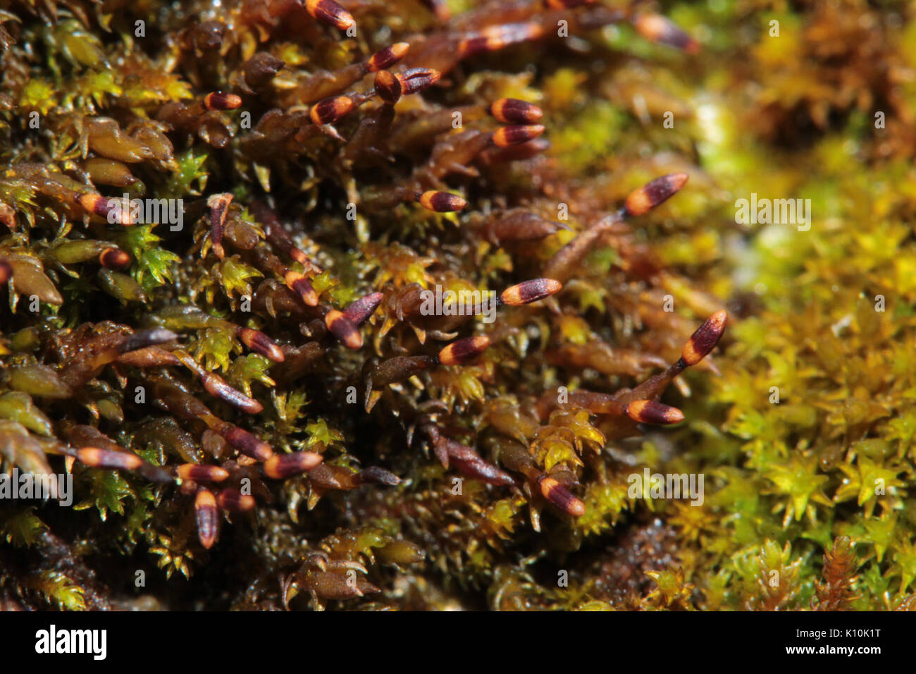 Andreaea rupestris hi-res stock photography and images - Alamy