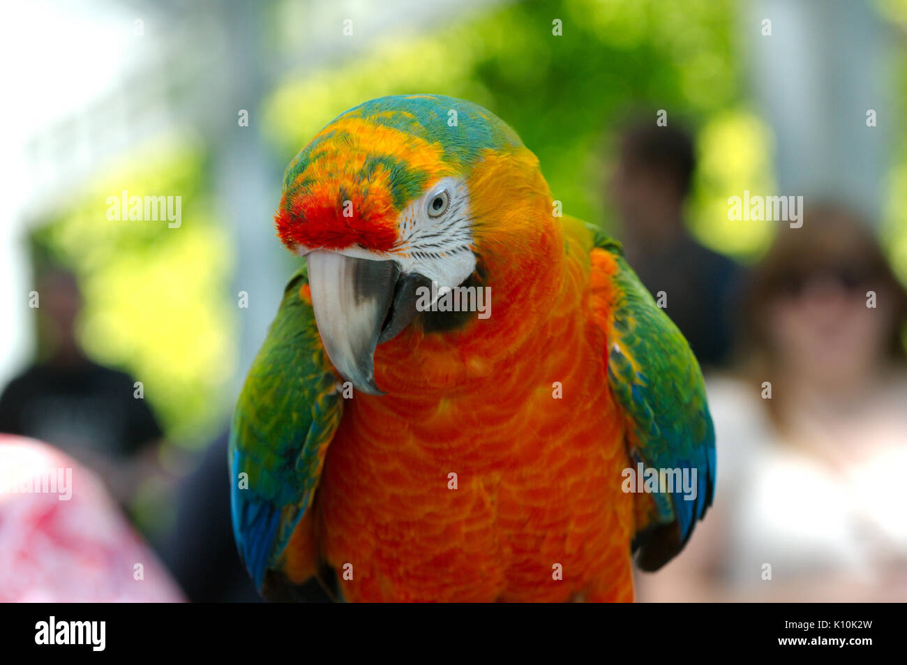Ara hybrid with its owner 8k Stock Photo - Alamy