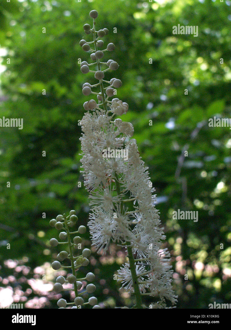 Actaea racemosa illustration hi-res stock photography and images - Alamy