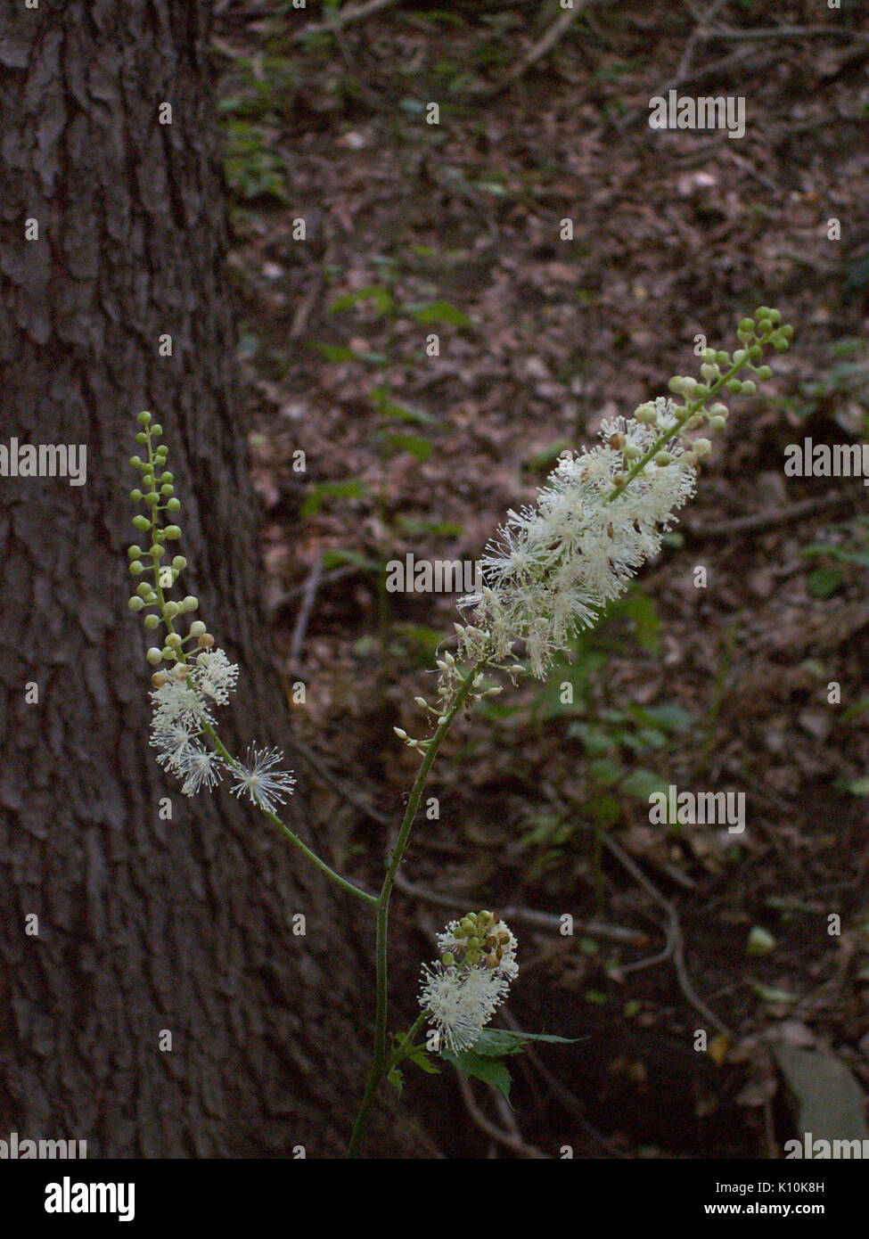 Actaea racemosa illustration hi-res stock photography and images - Alamy