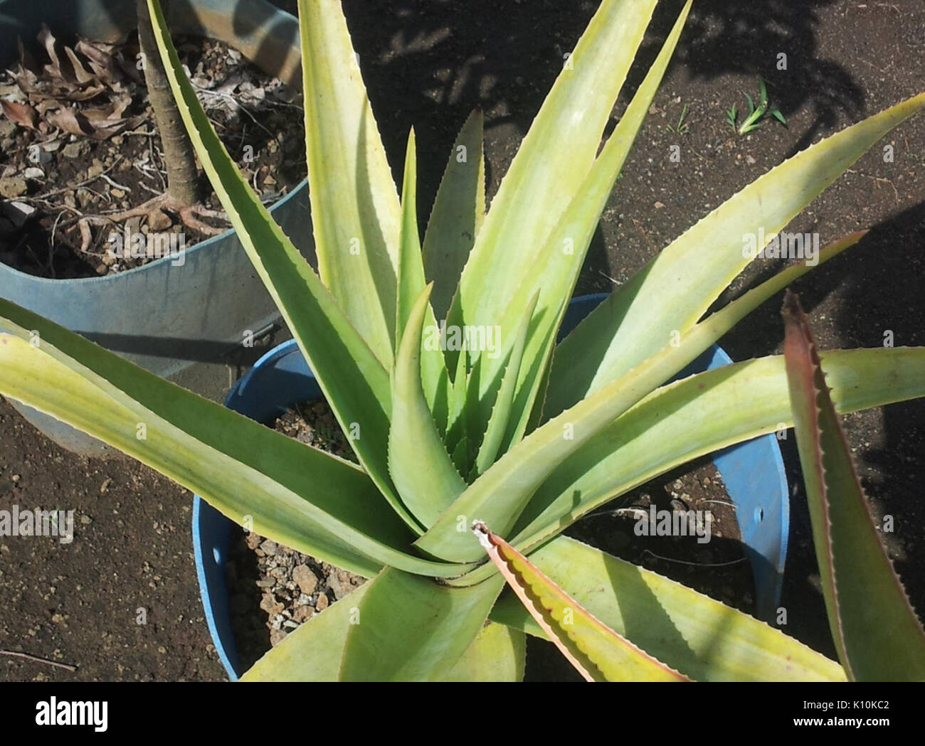 Aloe tormentorii in cultivation in Mauritius 2 Stock Photo - Alamy