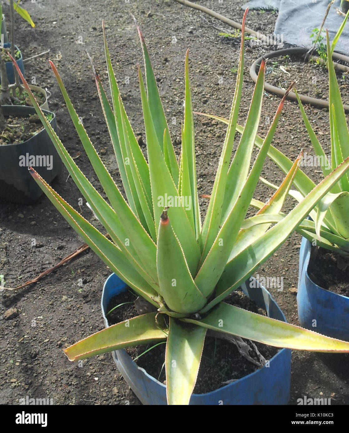 Aloe tormentorii in cultivation in Mauritius Stock Photo - Alamy