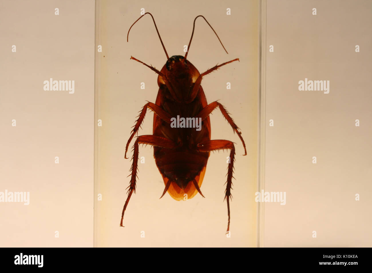 Schabe hi-res stock photography and images - Alamy