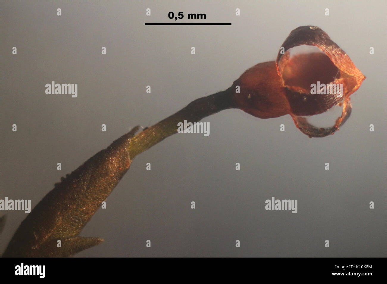 Andreaea rupestris (d, 113642 470243) 5927 Stock Photo - Alamy