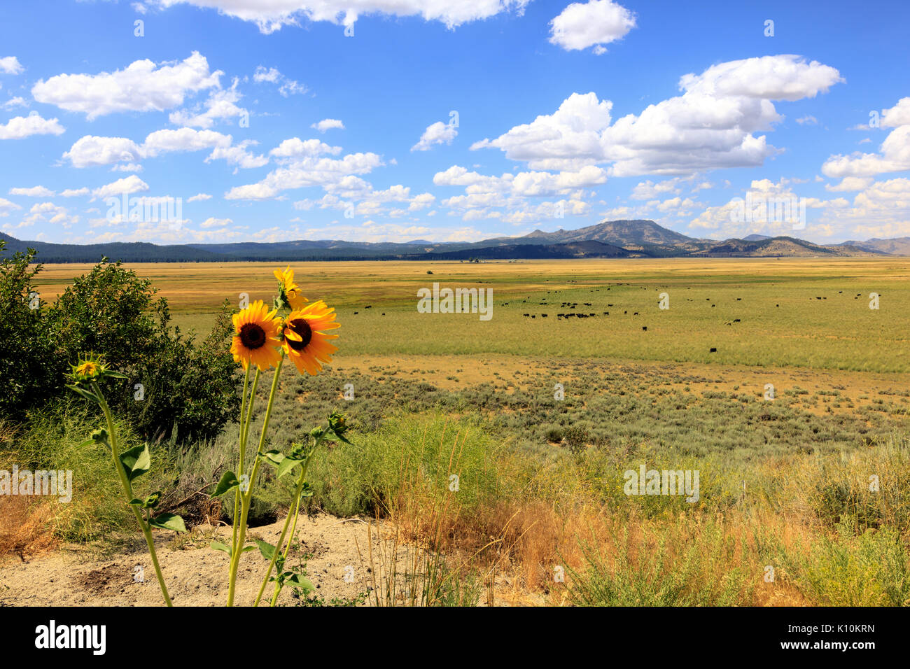 Sunflower in California Stock Photo - Alamy