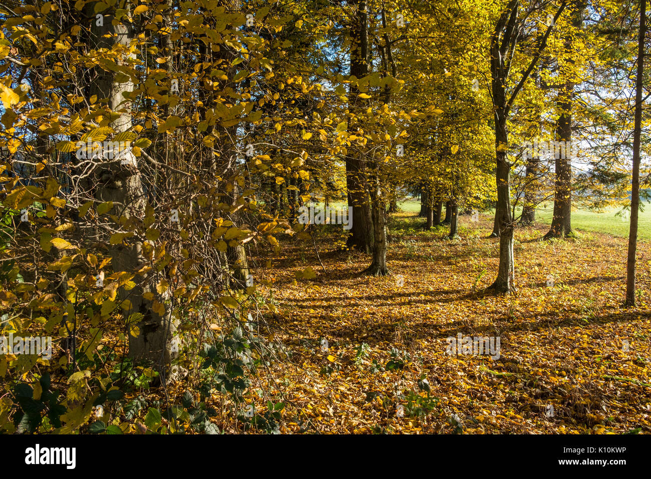 Woods in golden fall colors Stock Photo - Alamy