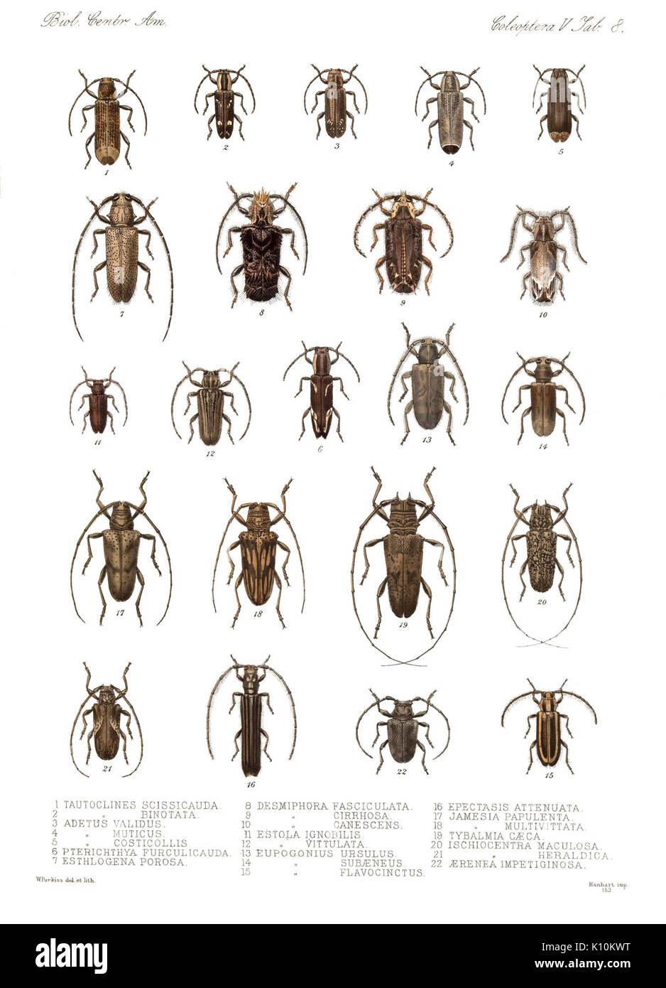 Coleoptera order Cut Out Stock Images & Pictures - Alamy