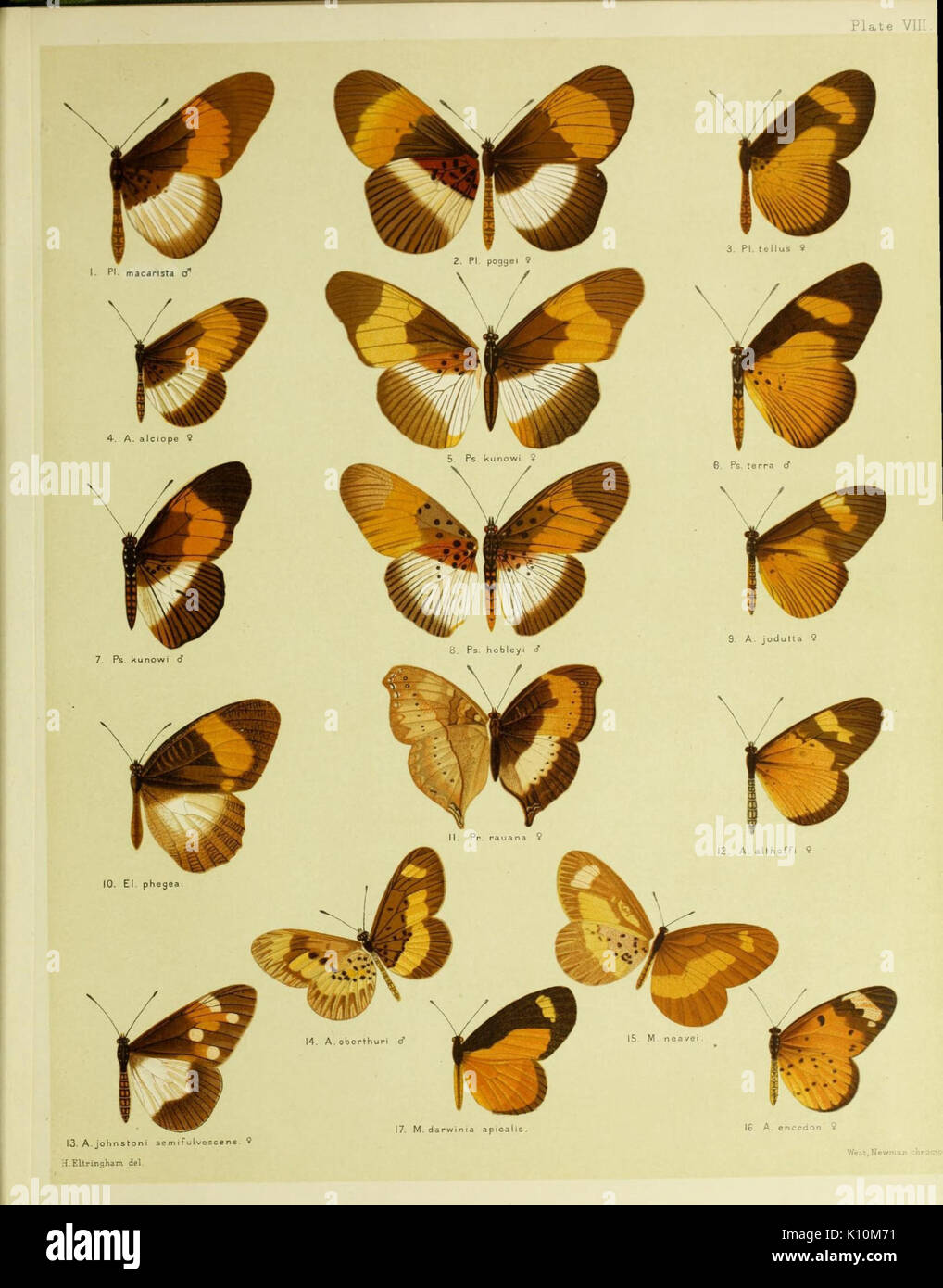 Mimetic art hi-res stock photography and images - Alamy